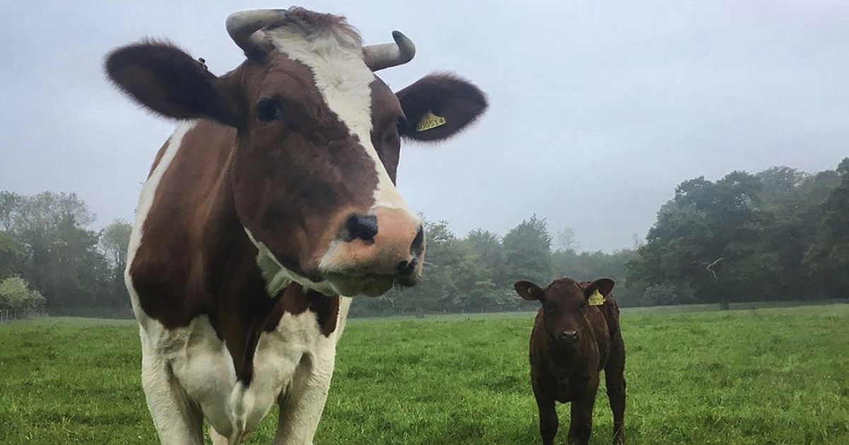 S01Ep06 - Peter Brown - Tablehurst and Plaw Hatch Farm Co-Op - Farms ...